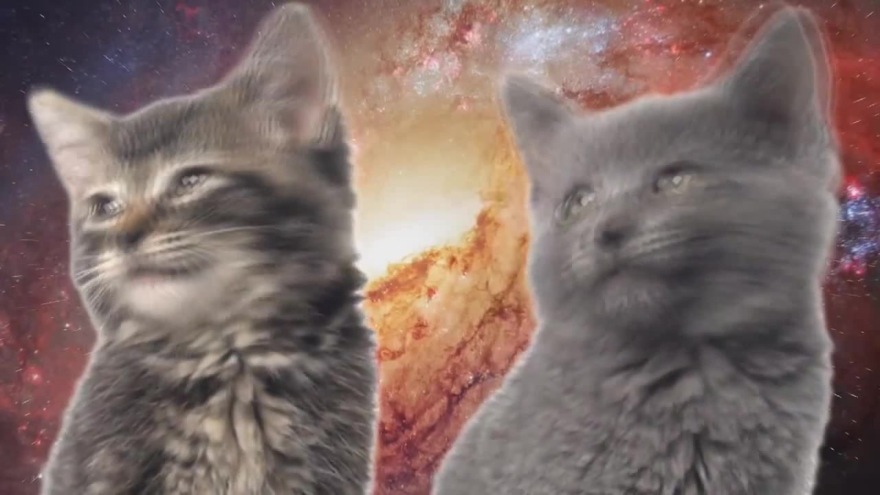 Сute Kittens Coub The Biggest Video Meme Platform
