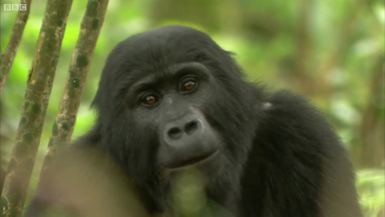 Gorilla Mating - Mountain Gorilla - BBC - Coub