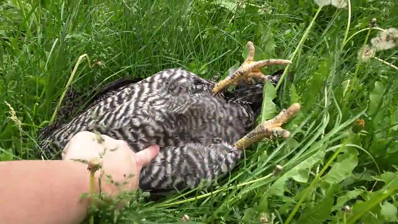 Chicken sleeping on the job - Coub