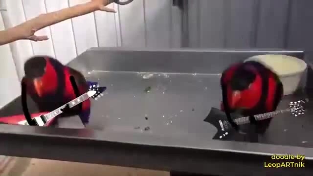 parrots playing grindcore - Coub - The Biggest Video Meme Platform