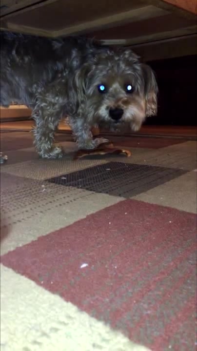 doggo does an angry - Coub