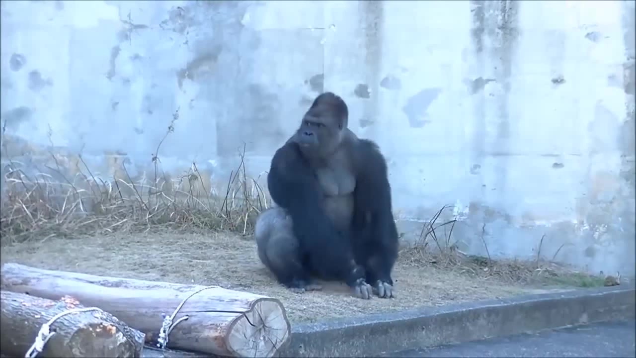 metal gorilla - Coub