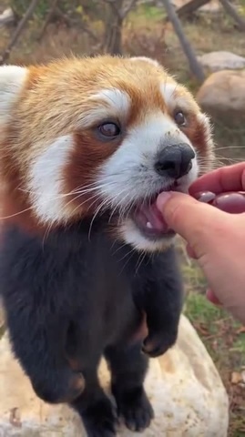 This cute little guy - Coub