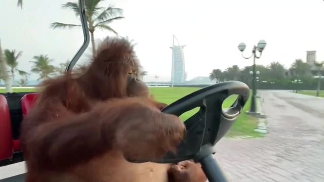 Orangutan driving - Sebességmámor - Coub