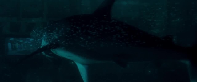 The Prodigy of Nature #scenewar - Coub