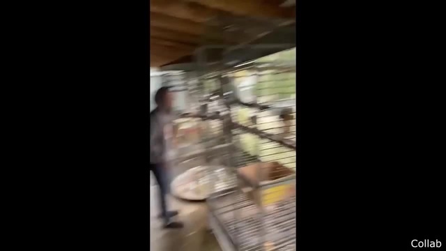 parrot screaming - Coub