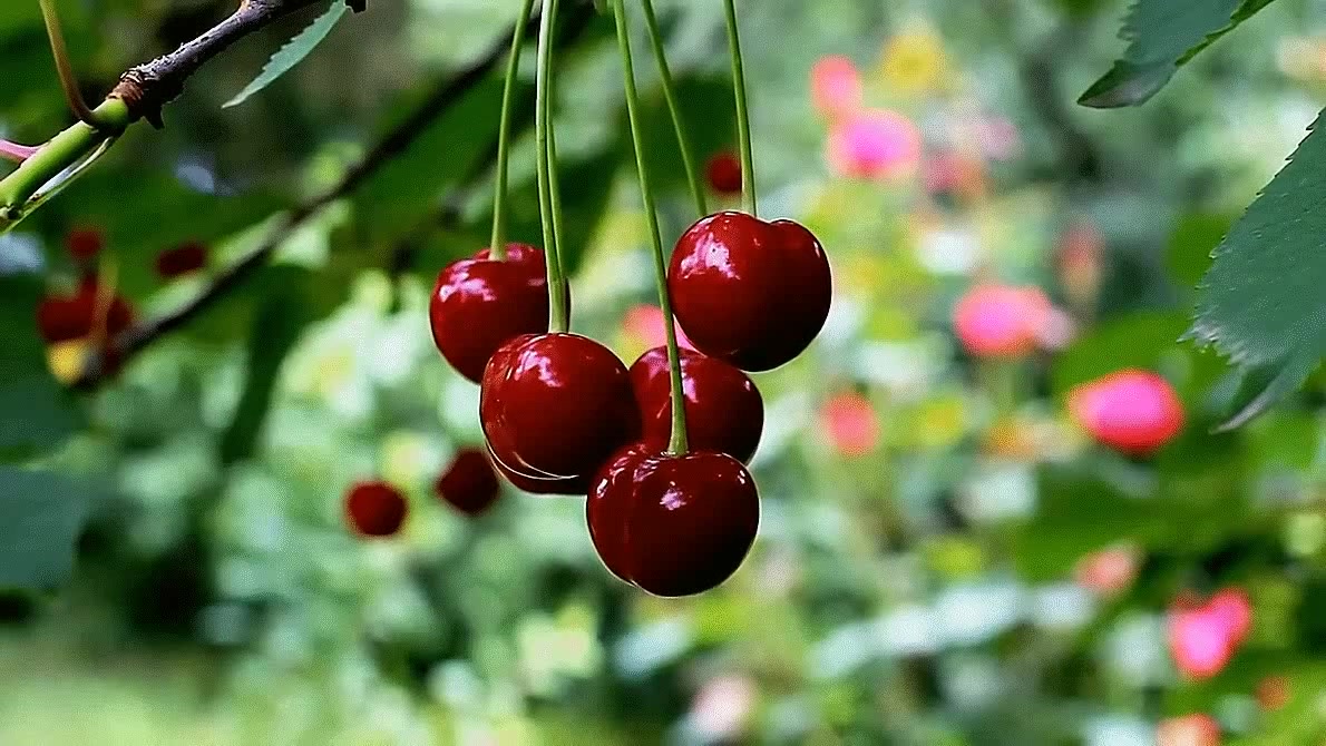 Cherry - Coub - The Biggest Video Meme Platform