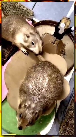 pull the tail and pet it - Coub