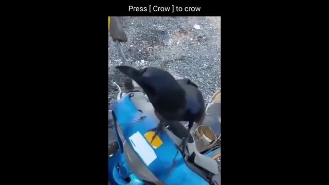 Press [Crow] to crow - Coub
