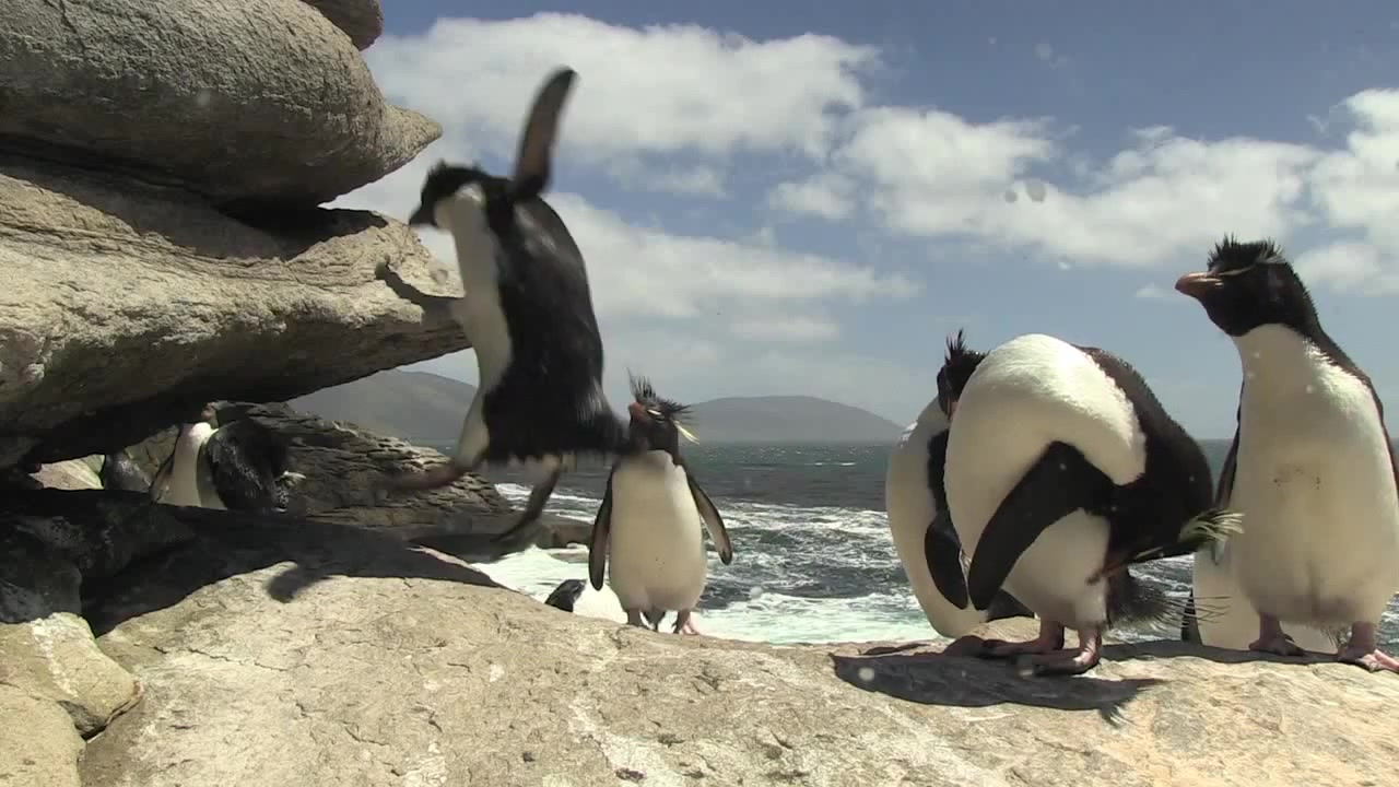 Penguin Fail - Best Bloopers from Penguins Spy in the Huddle - Coub
