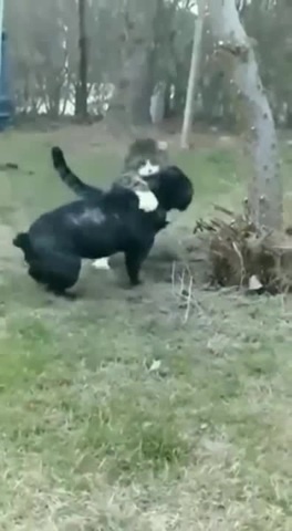 Today the dog, tomorrow the world... - Coub