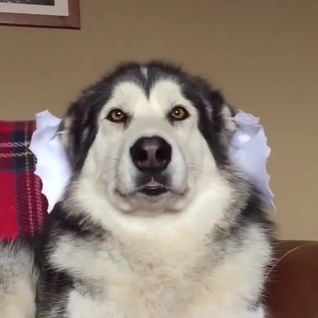 funny dog - Coub - The Biggest Video Meme Platform