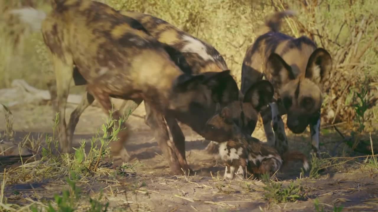 🐕📹Robotic Spy Puppy Meets Wild Dogs - Coub