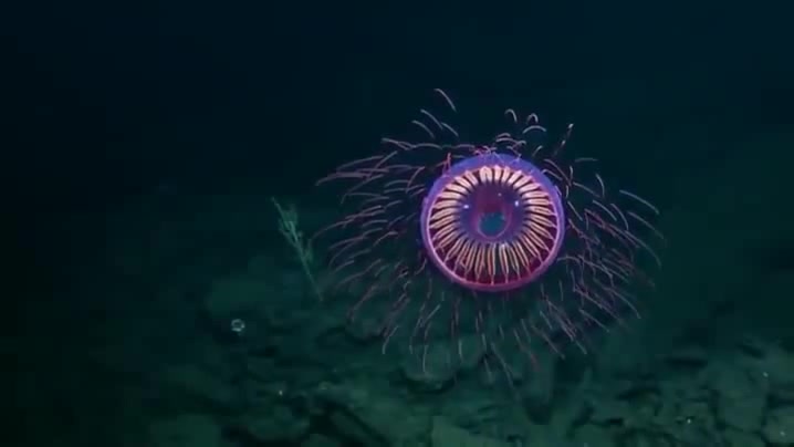 The Halitrephes maasi jellyfish is beautiful - Coub