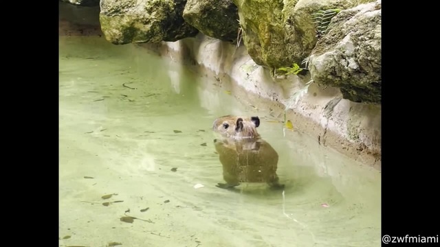 Explain your smallness - Coub