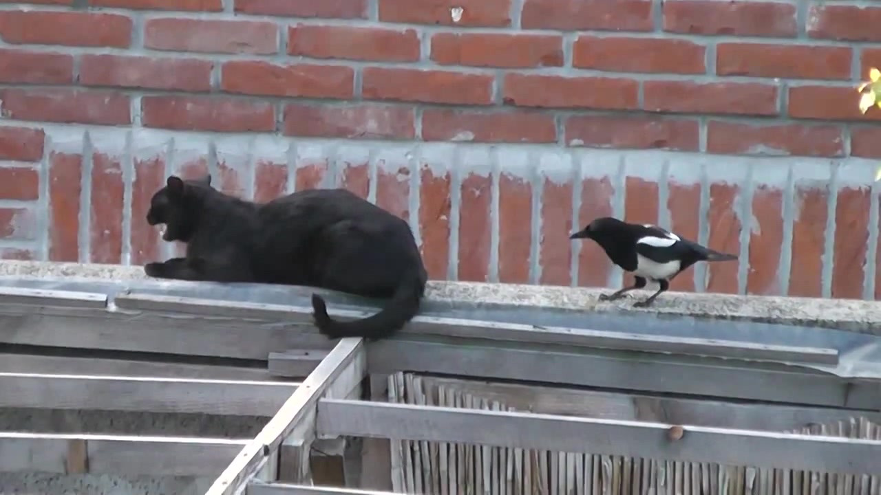 the thieving magpie - Coub