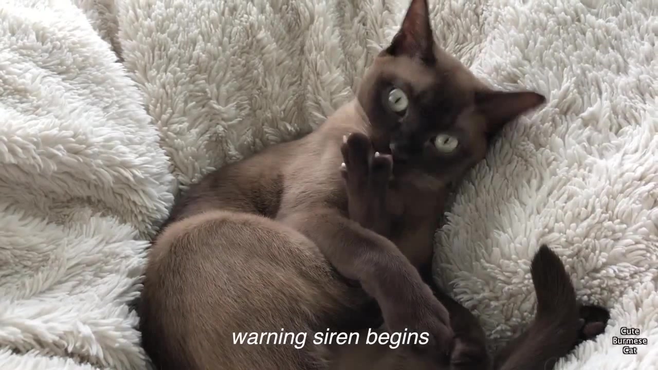 Restless cat - Coub - The Biggest Video Meme Platform