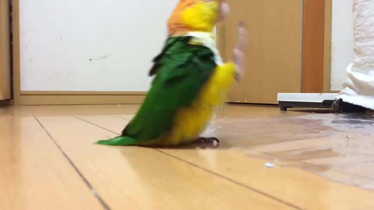 Funny parrot stomping around like its mad - Coub - The Biggest Video ...