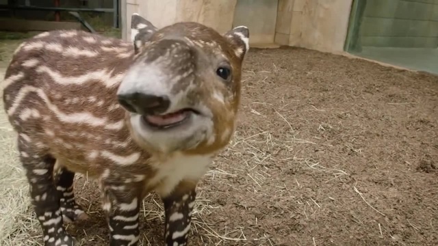 Baby tapir (song: Kastyell - I Feel) - Coub