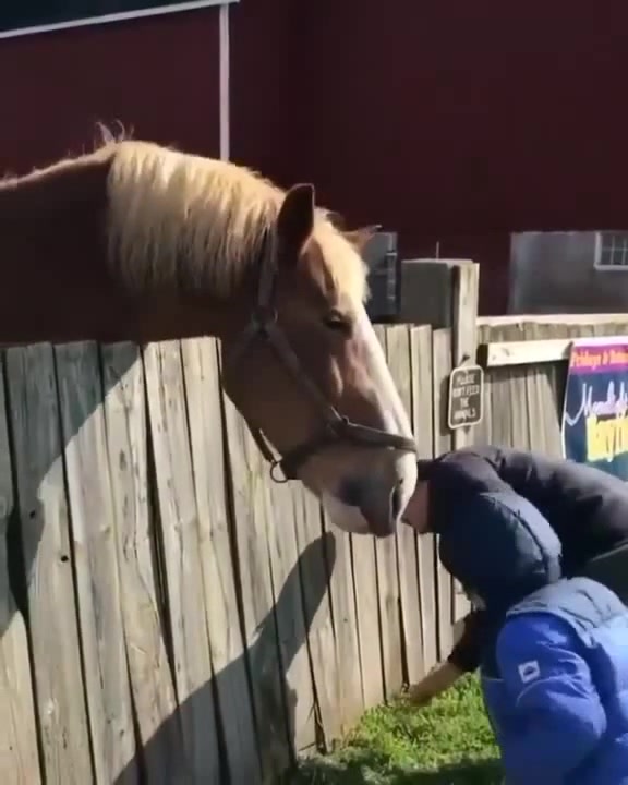 Horse - Coub