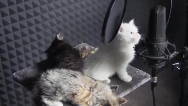 Yiruma – River flows in you(by cats) - Coub