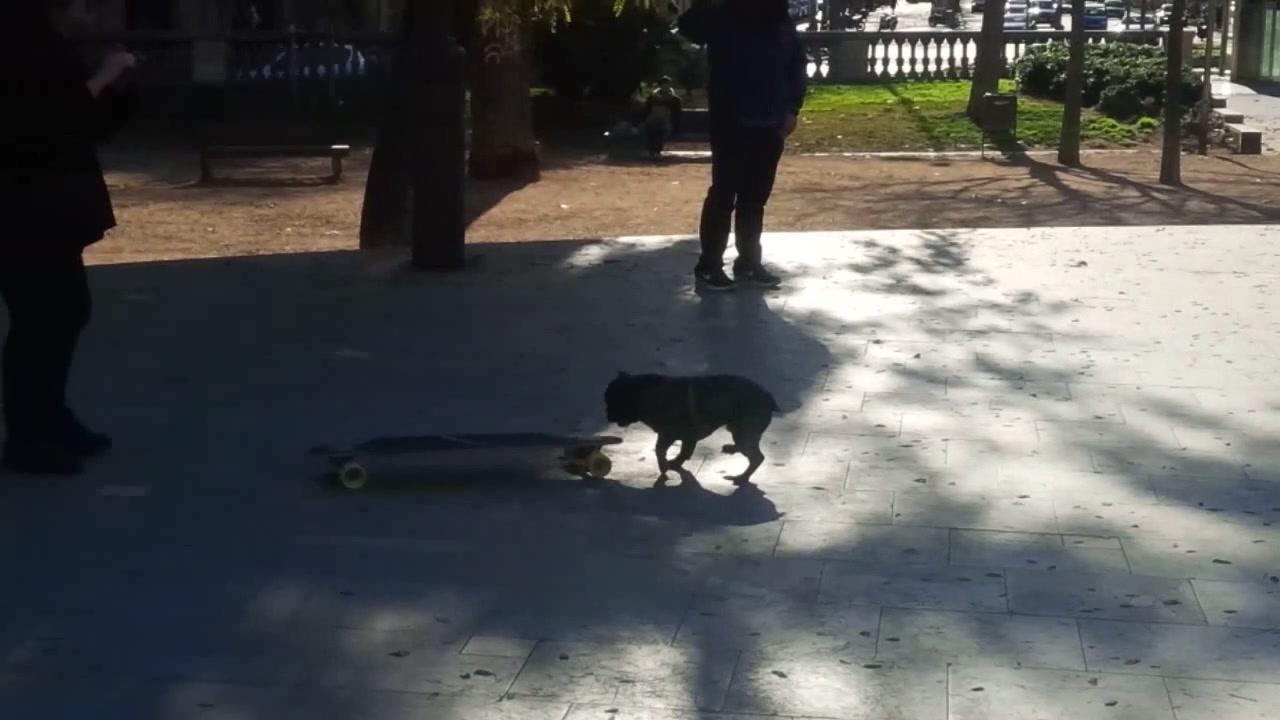 yo dog - Coub - The Biggest Video Meme Platform