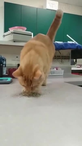 another funny coub - Coub