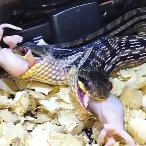 Shot by world_of_snakes_ - Coub