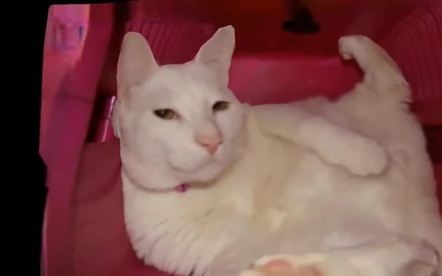 oh the misery but little gray cats - Coub - The Biggest Video Meme Platform