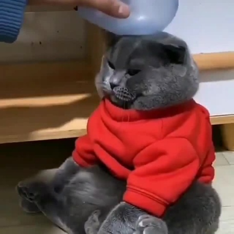 Магнитный кот - Coub