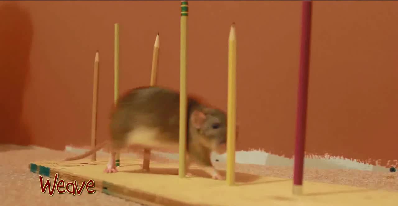 Amazing Rat Tricks - Coub