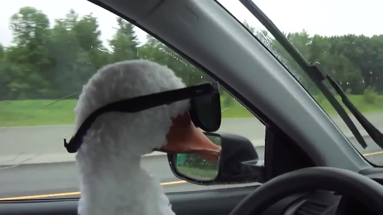 Goose - thief auto - Coub