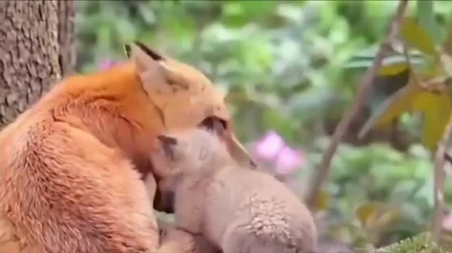 The Fox Family - Coub