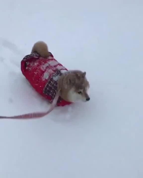 Running doggo - Coub