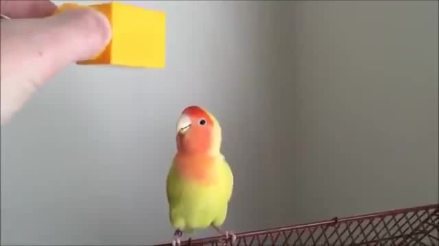 Dank Bird Meme - Coub - The Biggest Video Meme Platform