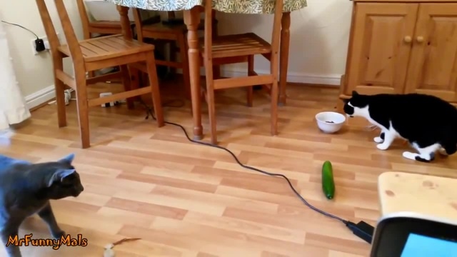 Cats Spooked by Cucumbers Compilation - Coub - The Biggest Video Meme Platform
