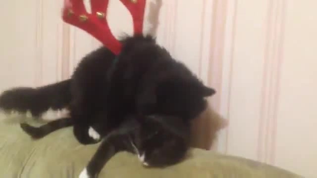 Coca-cola cats - Coub - The Biggest Video Meme Platform