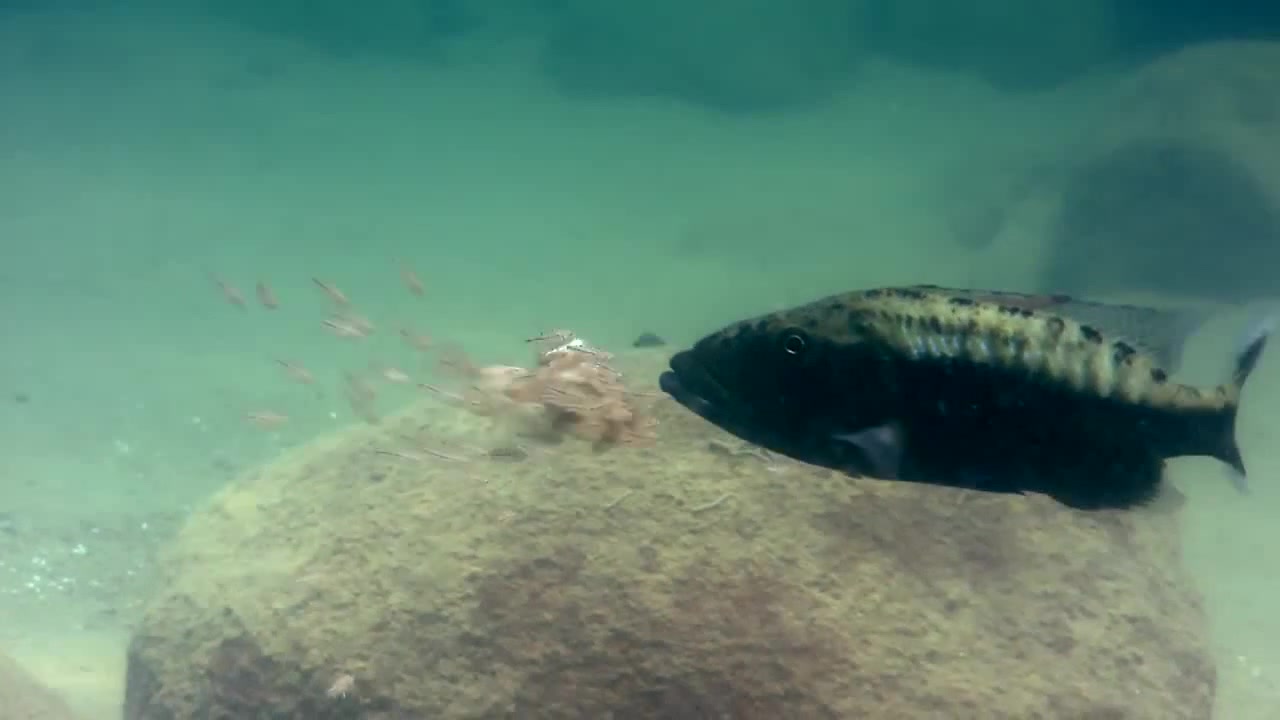 Baby fish hide inside mother's mouth - Coub