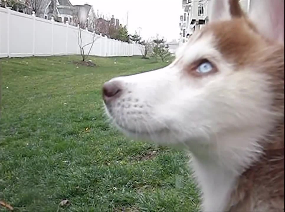 Puppy's First Snowfall - Coub