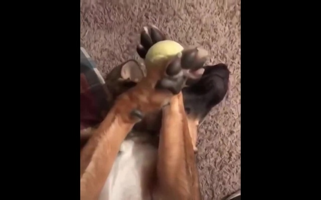 doge - Coub - The Biggest Video Meme Platform