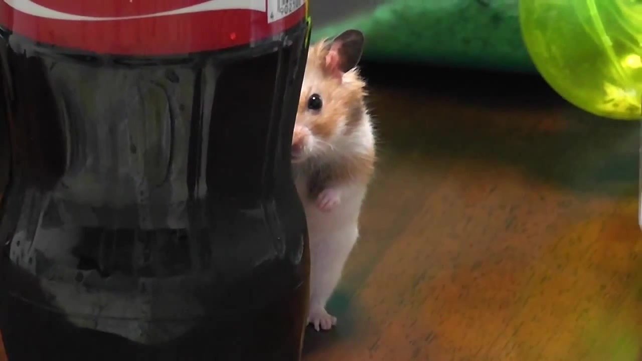 Hamster from hell - Coub