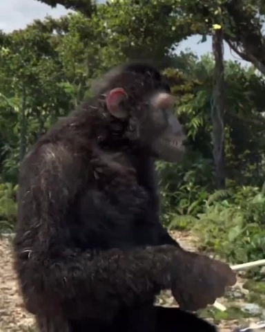 Lets Twist Again - Coub