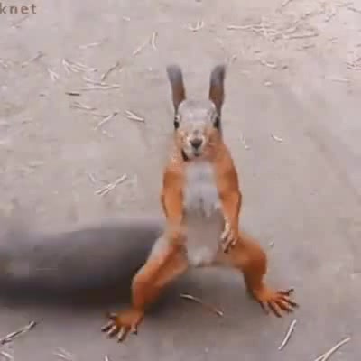 Dancing Squirrel - Coub