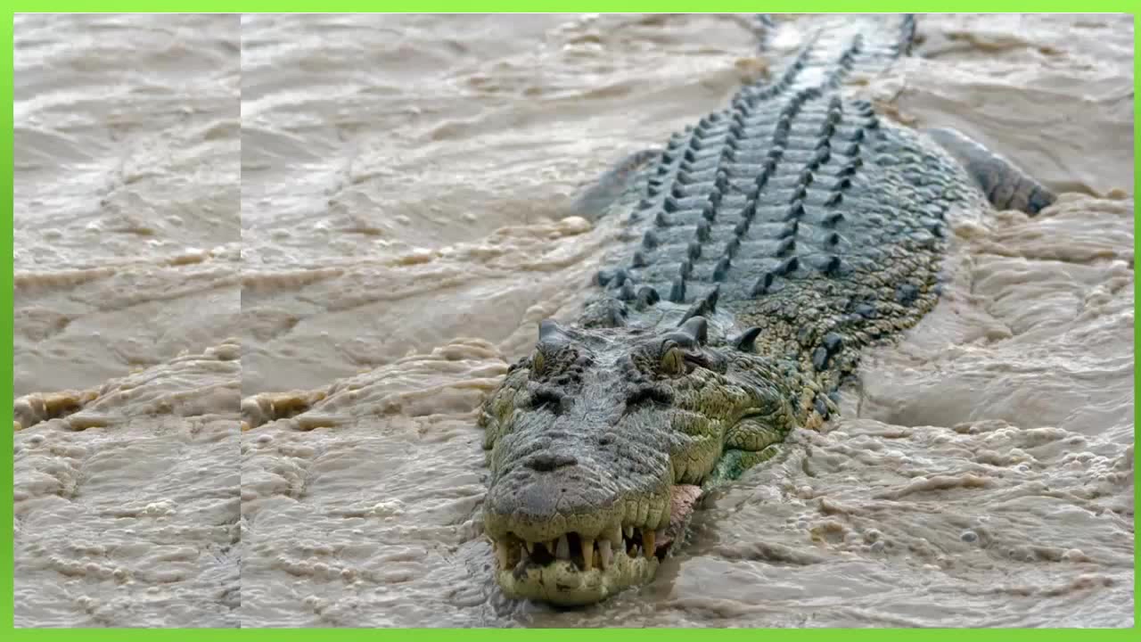 efeito sonoro, animal, crocodilo - sound effect, animal, alligator - 効果 ...