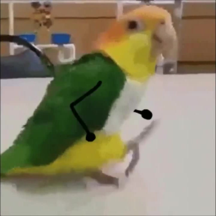 Dance Parrot - Coub