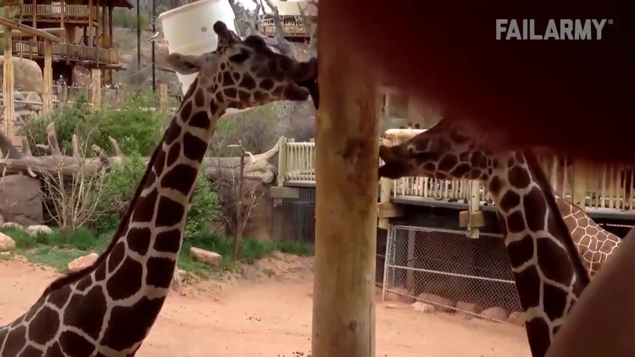 Ultimate Fails Compilation 2016: Part 1 (December 2016) || FailArmy - Coub - The Biggest Video ...