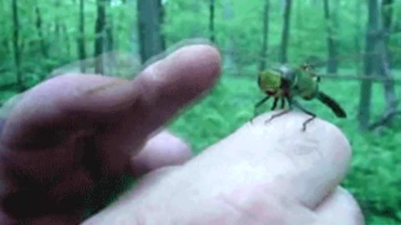 Hello! (http://coub.com/view/2xxwf) - Coub - The Biggest Video Meme Platform