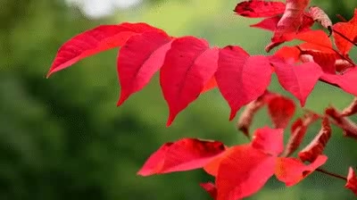 Shiga Kogen (Japan) - Autumn - Coub - The Biggest Video Meme Platform