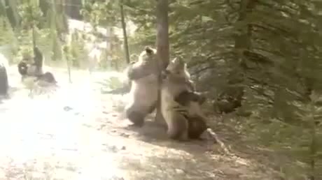 Friction of The Bears - Coub