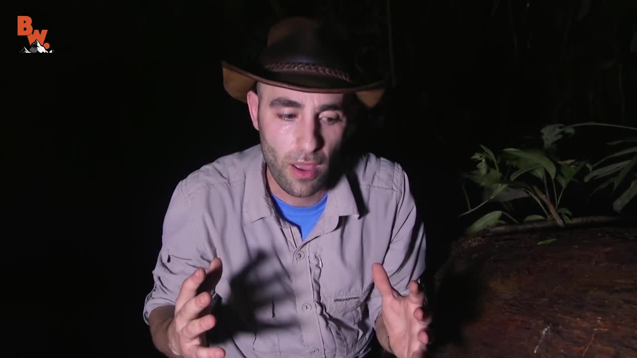 Ocelot ATTACK! - Coub